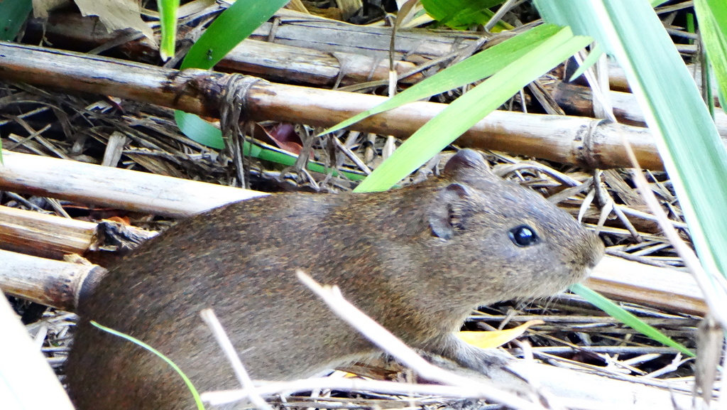 Brazilian Guinea Pig in March 2015 by Lawrence Rabelo de Almeida ...