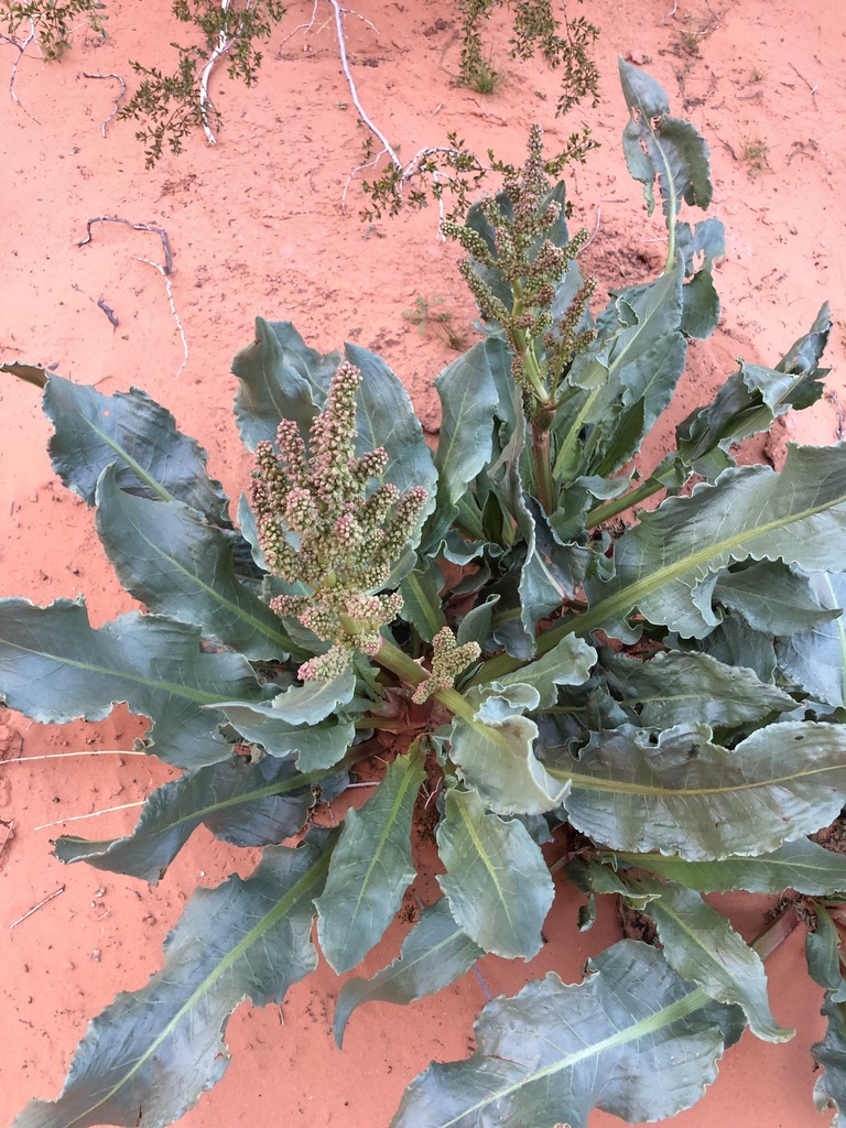 Canaigre Dock from Valley of Fire State Park, Overton, NV, US on ...