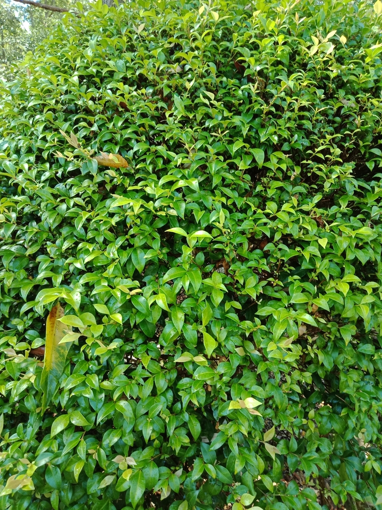 Grey Myrtle from Tanawha QLD 4556, Australia on February 24, 2023 at 09 ...