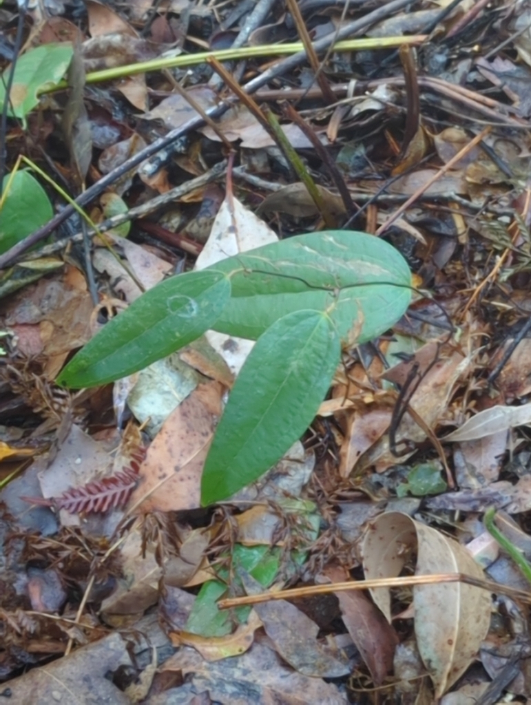 Sweet Sarsaparilla from Tanawha QLD 4556, Australia on February 24 ...