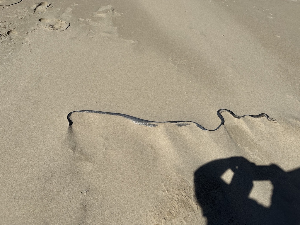 Typical Sea Snakes from David Low Way, Sunrise Beach, QLD, AU on ...