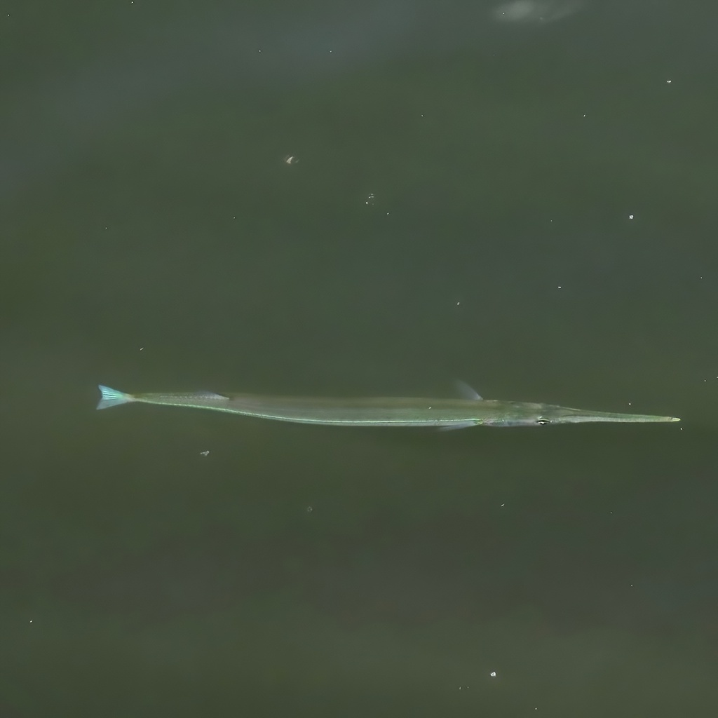 Atlantic Needlefish from South Beach, FL, USA on February 23, 2023 at ...