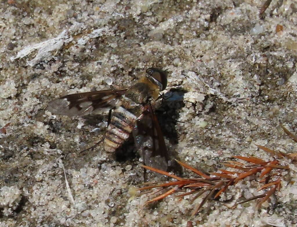 Band-winged Bee Fly from Rock County, NE, USA on July 27, 2022 at 03:06 ...