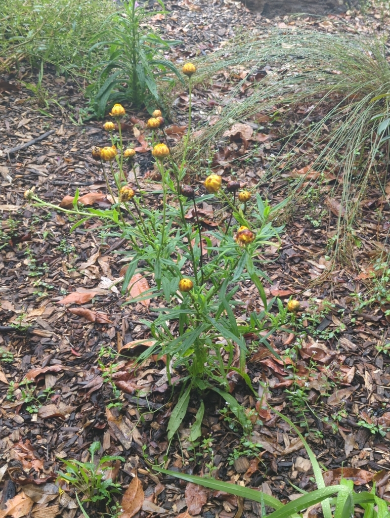 Golden Everlasting from Tanawha QLD 4556, Australia on February 24 ...