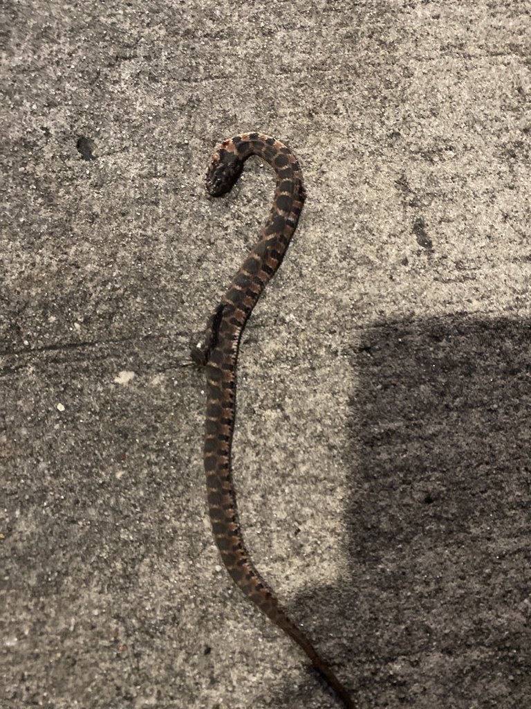 Plain-bellied Watersnake from Riverway Dr, Houston, TX, US on February ...
