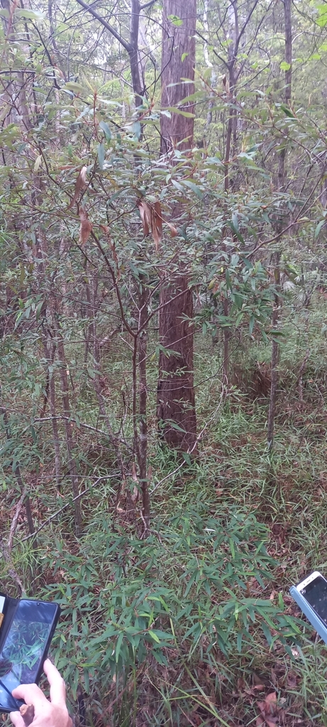 wallum phebalium from Maroochy Regional Bushland Botanic Garden on ...