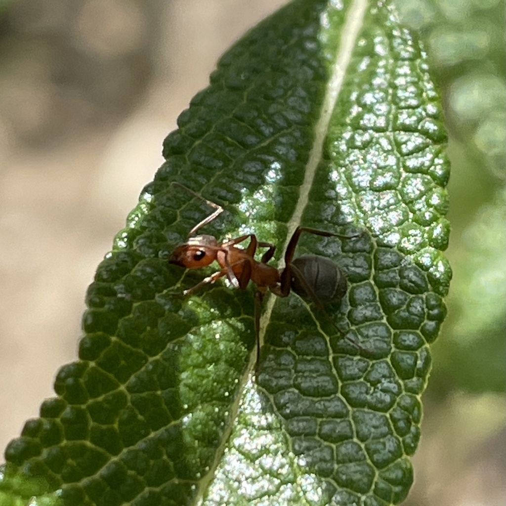fusca-group Field Ants from Newhall, Santa Clarita, CA, US on February ...
