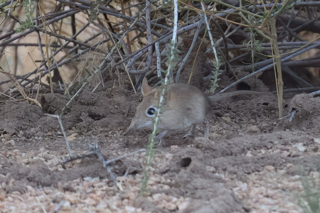 Bushveld Sengi from Erongo Region, Namibia on February 5, 2023 at 06:50 ...