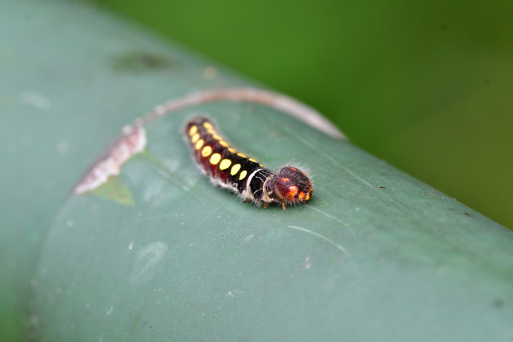 Great Orange Awlet from Central Water Catchment, Singapore on February ...