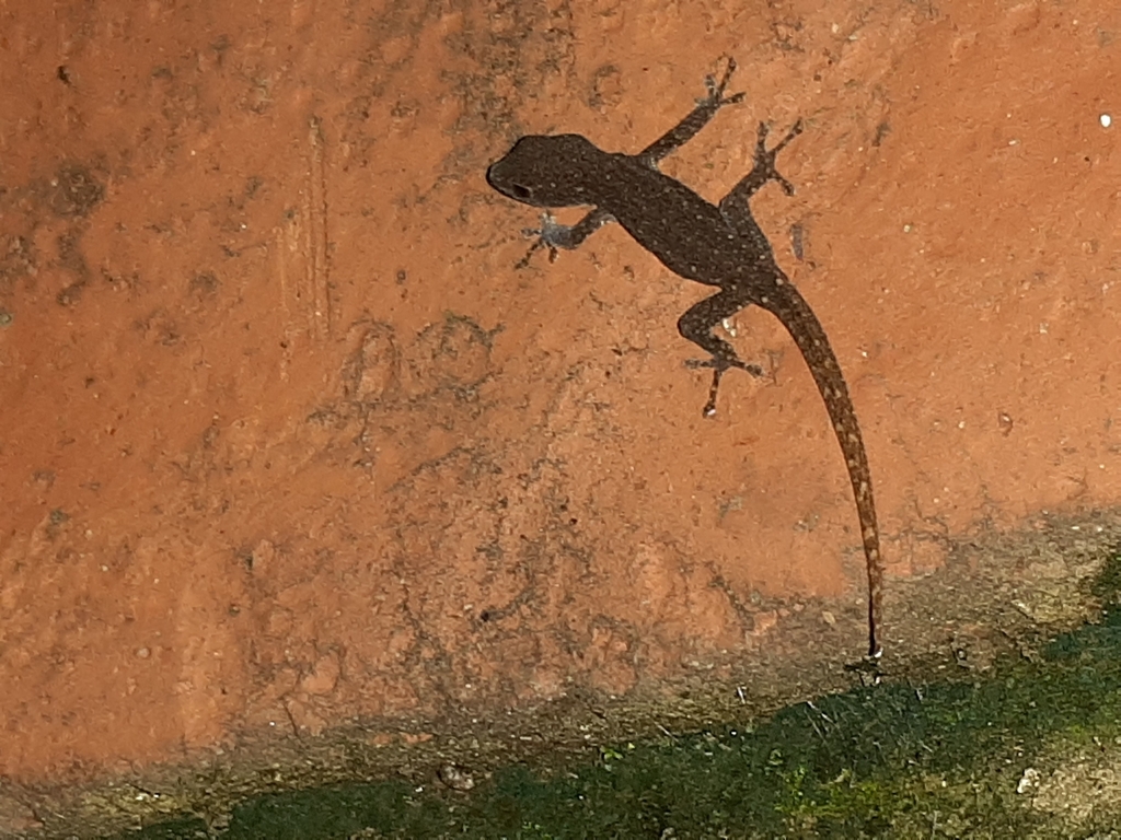 Common Dwarf Gecko from Serene Valley on February 22, 2023 at 06:49 PM ...