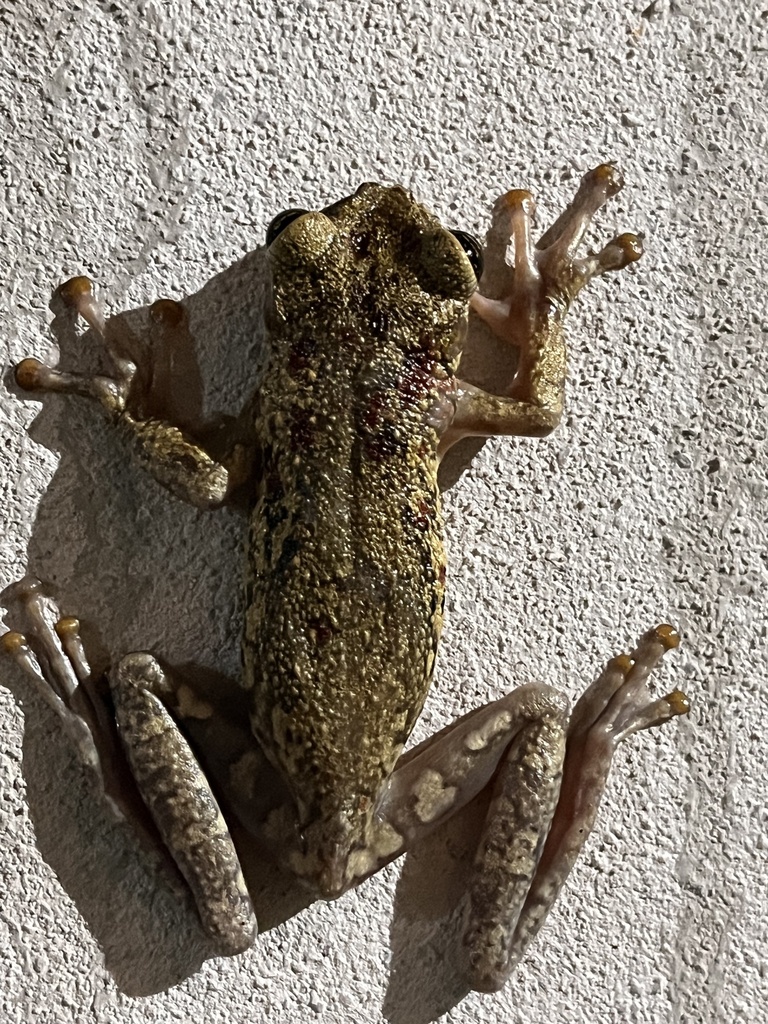 Black-spotted Casque-headed Tree Frog from Rua José Antônio de Paivia ...