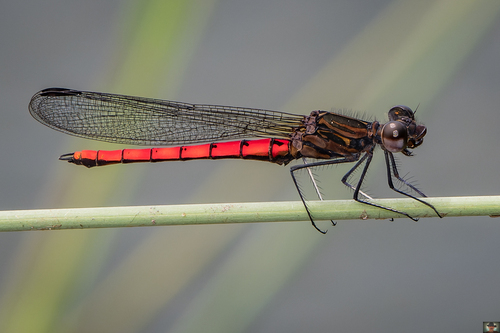 Chlorocypha fabamacula · NaturaLista Colombia
