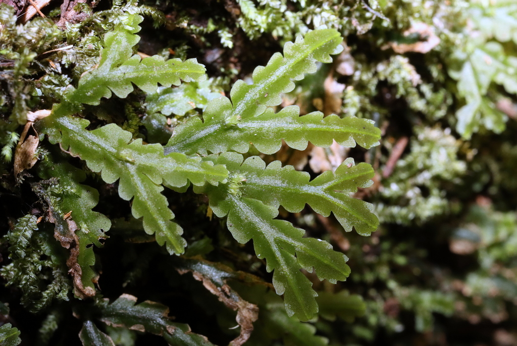 Symphyogyna from Osorno, Los Lagos, Chile on February 22, 2023 at 02:22 ...