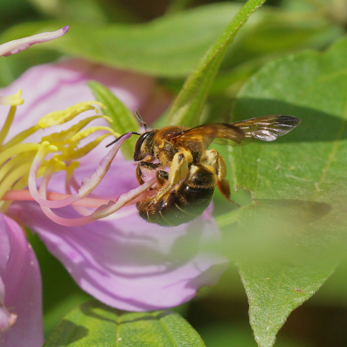Nomia apicalis · iNaturalist United Kingdom