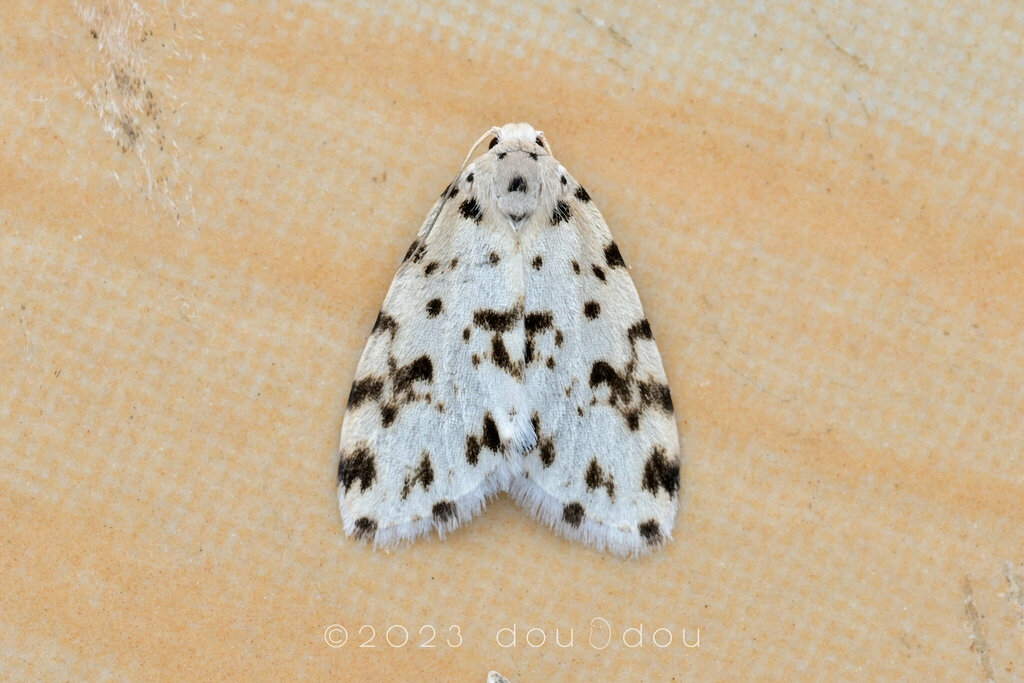 Aemene from 中国海南省昌江黎族自治县霸王岭 on January 12, 2023 at 07:16 PM by 豆豆 · ...