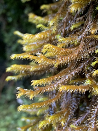 Herbertus azoricus · iNaturalist United Kingdom