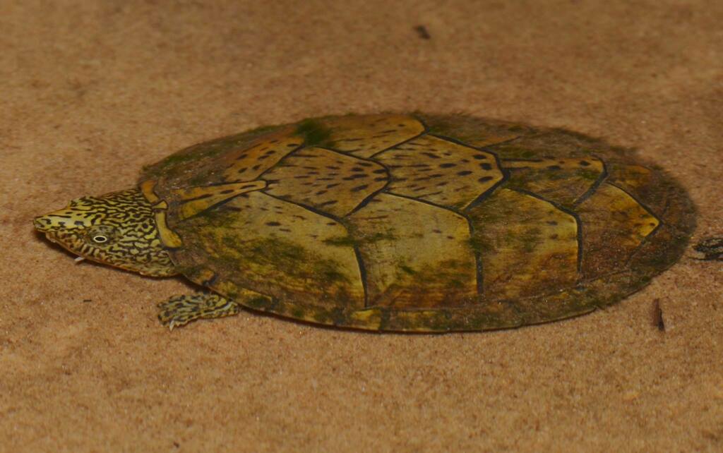 Flattened Musk Turtle in July 2016 by Mike Rochford · iNaturalist