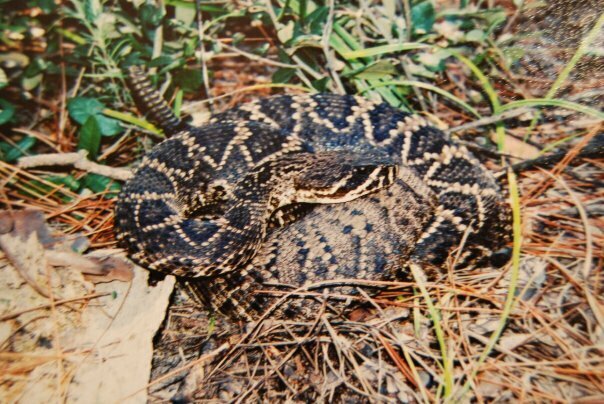 Eastern Diamondback Rattlesnake in January 2003 by Mike Rochford ...