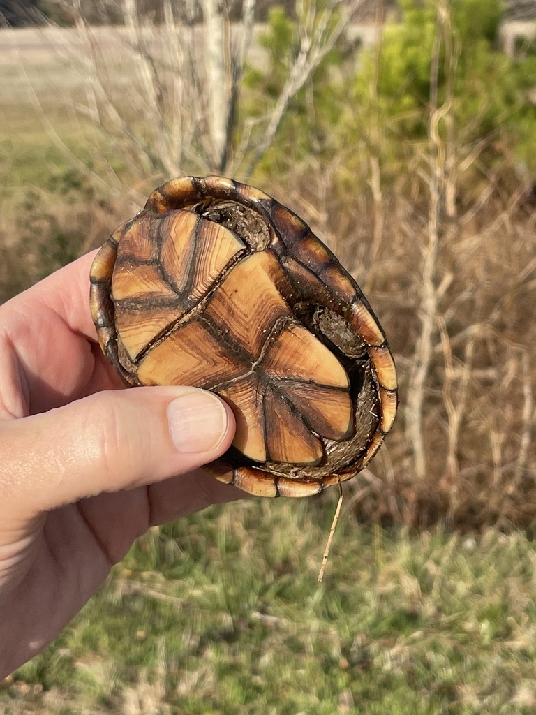 Southeastern Mud Turtle from Peters Bridge Rd, Yale, VA, US on February ...
