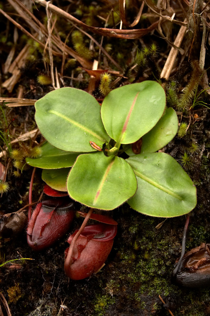Nepenthes rajah in October 2006 by Susan Myers · iNaturalist