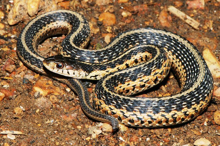 Common Garter Snake from Union County, IL, USA on May 1, 2011 at 02:07 ...