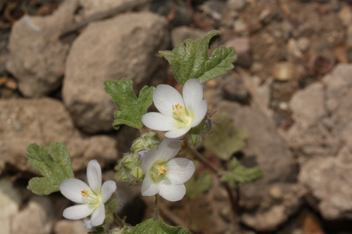 Tarasa tenuis · iNaturalist Mexico