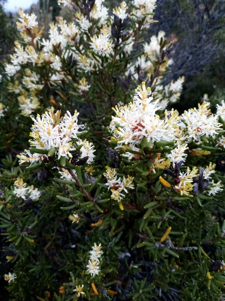 narrow-leaf orites from Ben Lomond TAS 7212, Australia on January 1 ...