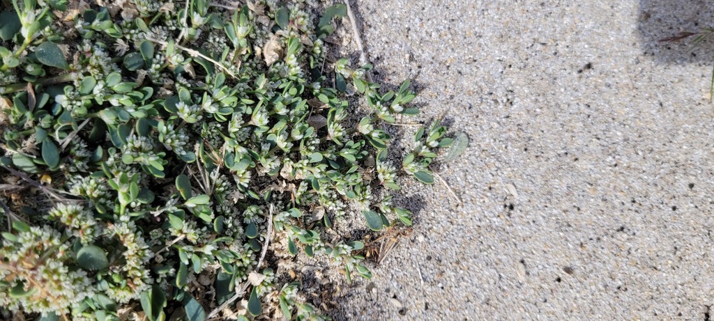 Frost Mat from San Diego County, CA, USA on February 24, 2023 at 01:50 ...