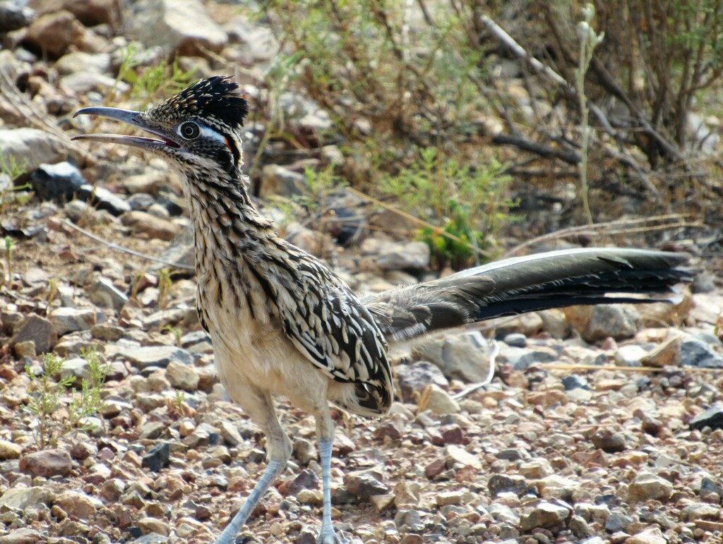 Greater Roadrunner in July 2020 by Matt Gruen · iNaturalist