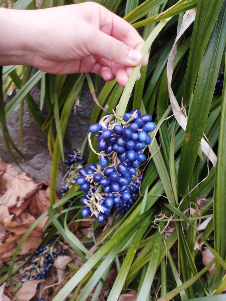 Dwarf Lily-turf from 日本、〒160-0014 東京都新宿区内藤町1−135 西休憩所 on February 25 ...