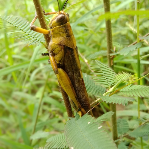Subspecies Valanga nigricornis melanocornis · iNaturalist United Kingdom