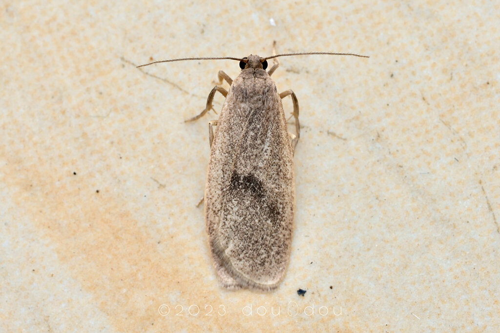 Lambula malayana from 中国海南省昌江黎族自治县霸王岭 on January 12, 2023 at 08:05 PM ...