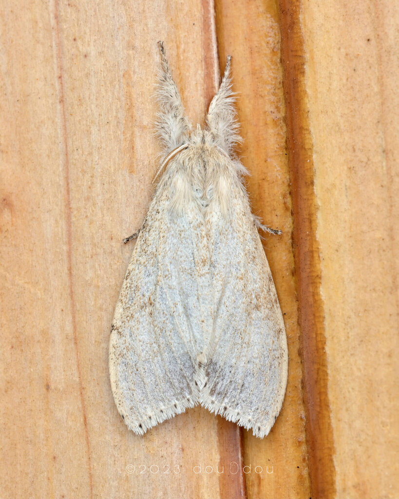 Calliteara angulata from 中国海南省昌江黎族自治县霸王岭 on January 12, 2023 at 08:08 ...