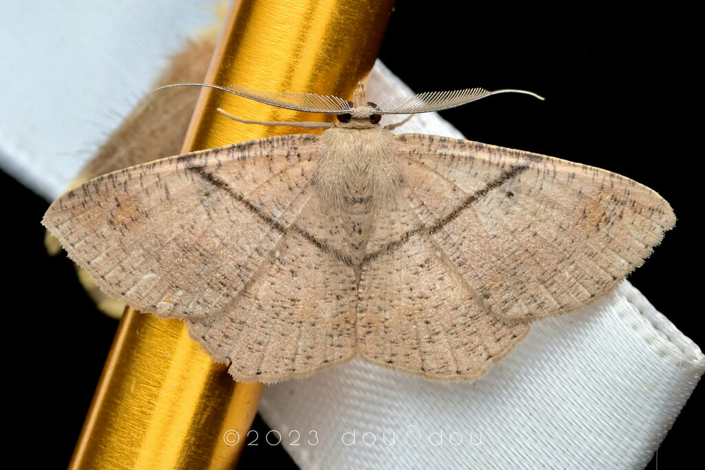 Petelia from 中国海南省昌江黎族自治县霸王岭 on January 12, 2023 at 08:26 PM by 豆豆 · ...