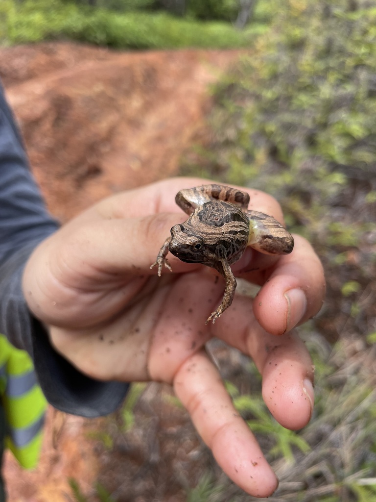 Beautiful Pygmy Frog from Guam, Yona, Guam, US on February 24, 2023 at ...