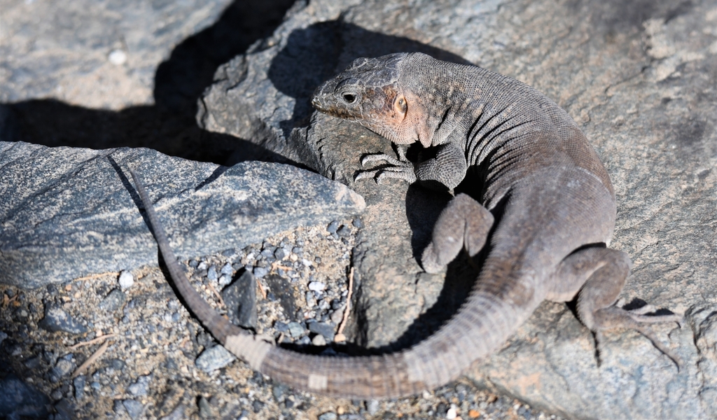 Gran Canaria Giant Lizard from Meloneras, Maspalomas, Las Palmas, Spain ...