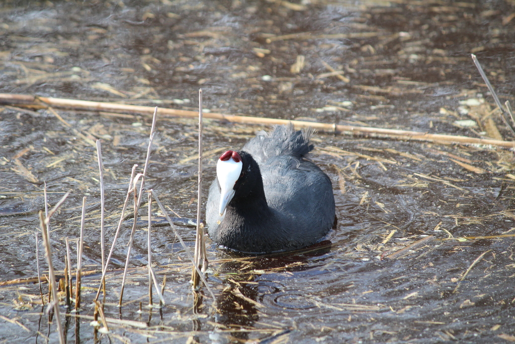 Red-knobbed Coot from 07458 Muro, Illes Balears, Espagne on February 16 ...