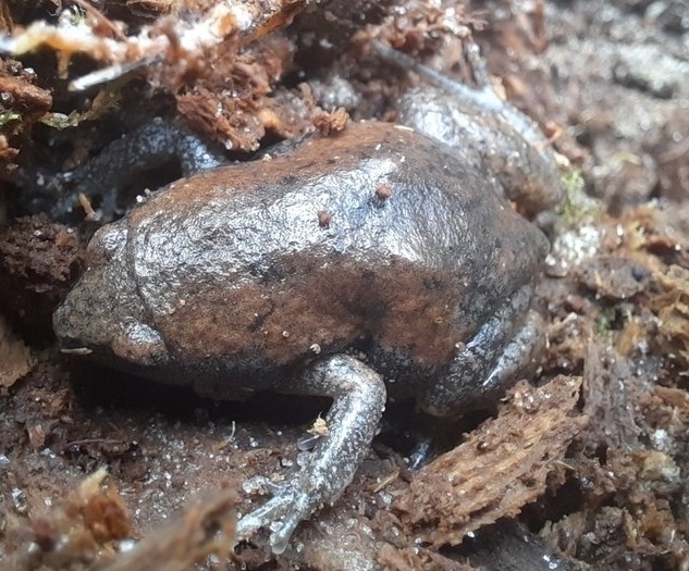 Eastern Narrow-mouthed Toad in February 2023 by John Arnett · iNaturalist
