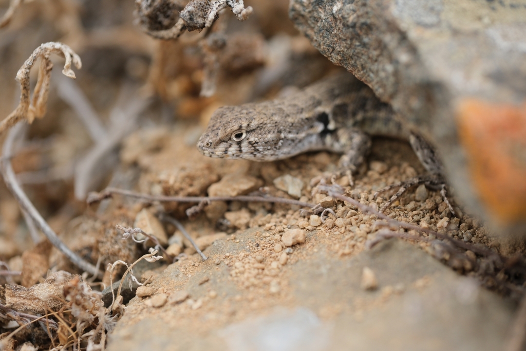 Black-spotted Smooth-throated Lizard from Huasco, Atacama, Chile on ...