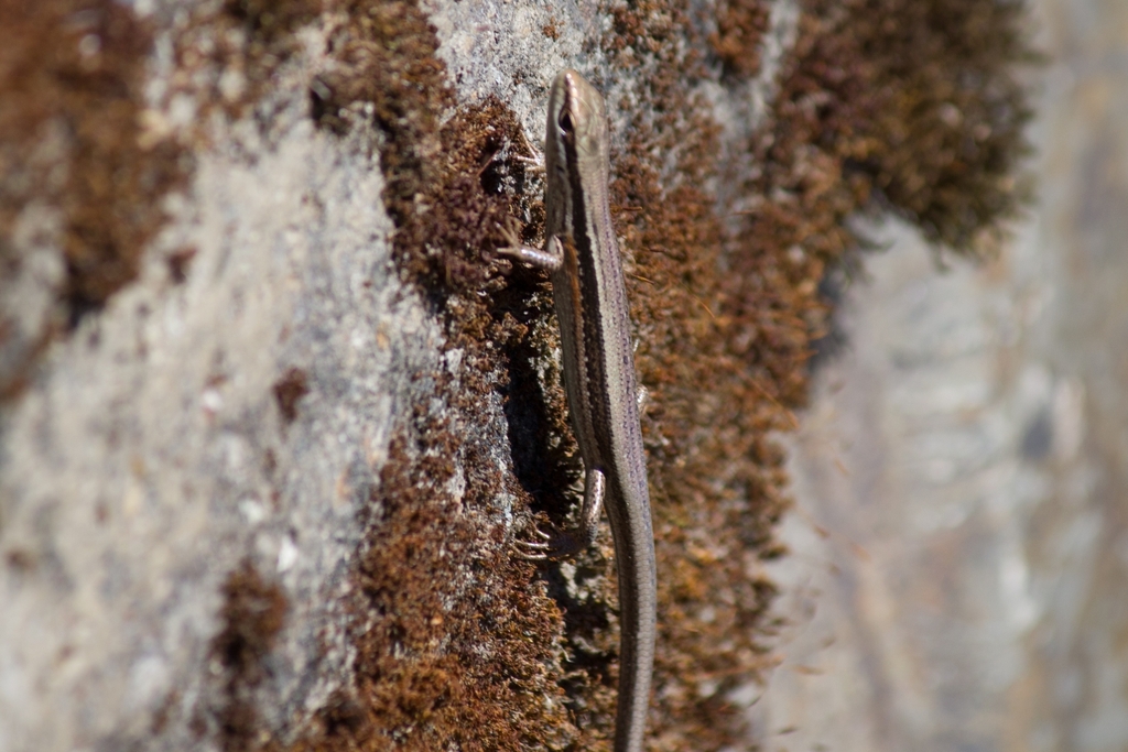 Himalaya Ground Skink from Shimla Water Catchment Wildlife Sanctuary on ...