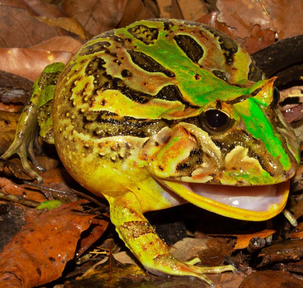 Brazilian Horned Frog from Linhares - ES, Brazil on October 2, 2022 at ...