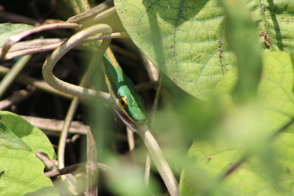 Mexican Parrot Snake from Supermanzana 10, Cancún, Q.R., México on ...