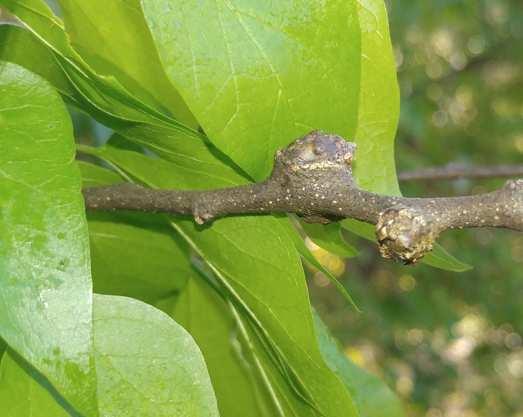 Hackberry Petiole Gall Psyllid from Davie, FL 33330, USA on February 25 ...
