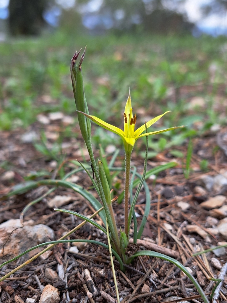 Gagea commutata from הרי יהודה, ישראל on February 24, 2023 at 11:12 AM ...