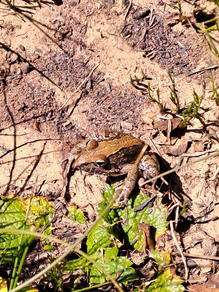 Clicking Stream Frog from West Coast, ZA-WC, ZA on February 25, 2023 at ...