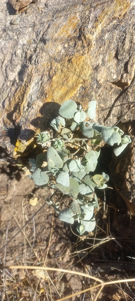 Shrubby Indian Mallow from 33539 Chih., México on February 22, 2023 at ...