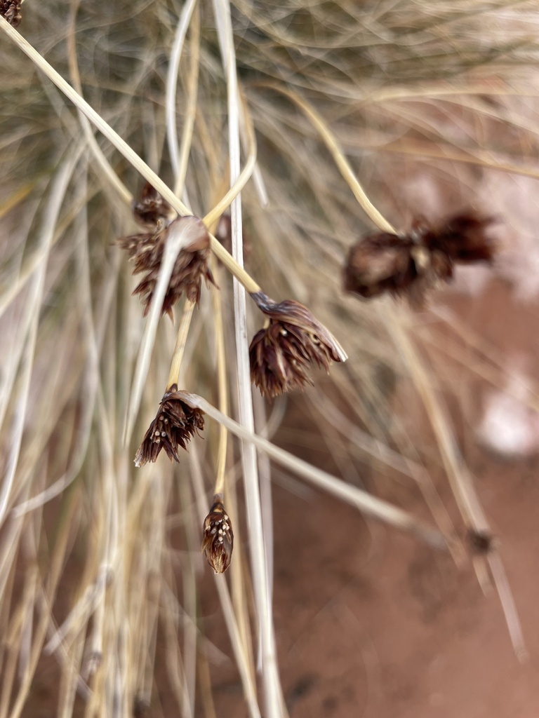 black bog-rush from Red Rock Canyon National Conservation Area, Las ...