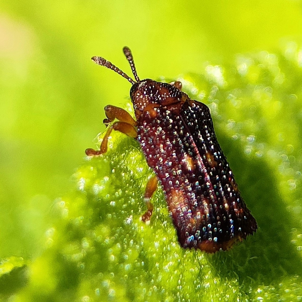 Lantana beetle from Mudgeeraba QLD 4213, Australia on February 26, 2023 ...