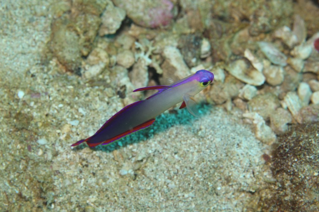 Decorated Dartfish from 6798, Christmas Island on August 19, 2018 by ...