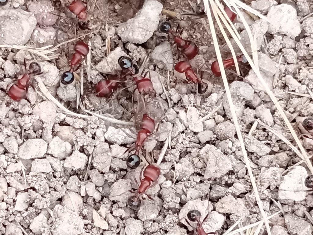 Bicolored Harvester Ant from Moctezuma, Son., México on February 25 ...